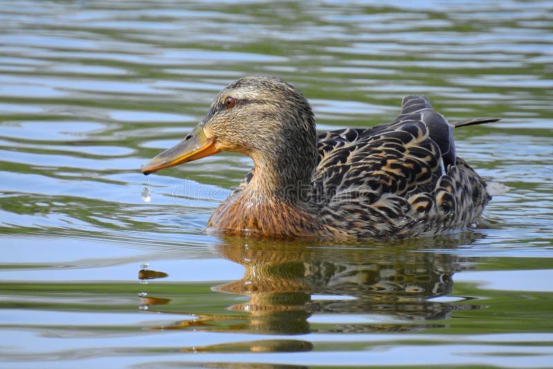 Bird, Duck, Mallard, Water Bird Picture. Image: 119034224