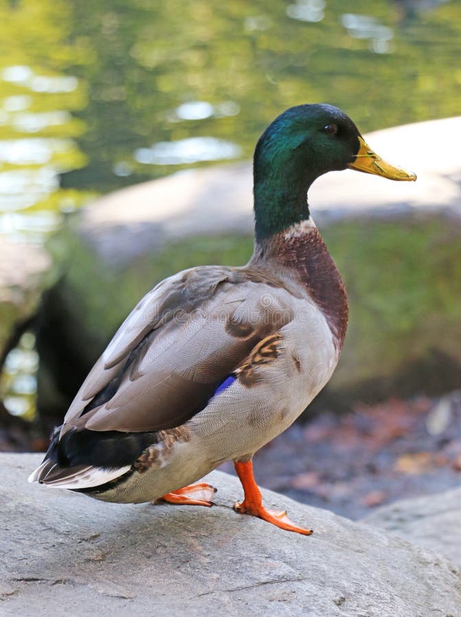 Bird, Duck, Mallard, Water Bird Picture. Image: 121934103