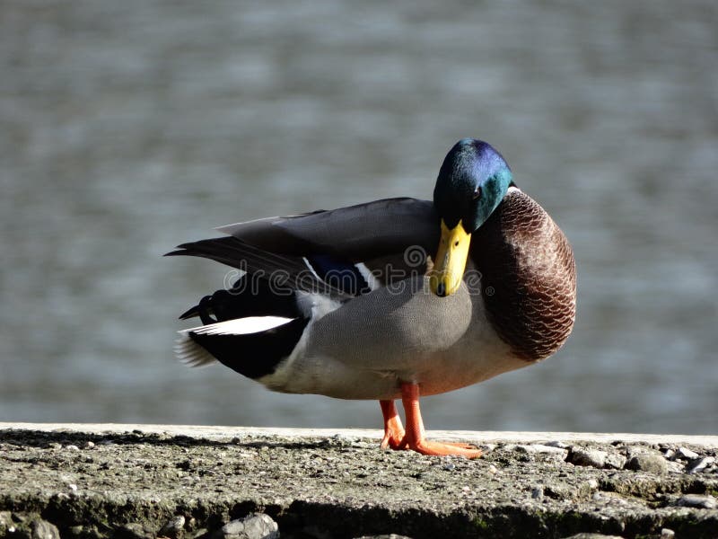 Bird, Duck, Water Bird, Beak Picture. Image: 111418593