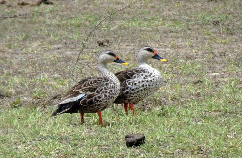 Bird, Duck, Water Bird, Ecosystem Picture. Image: 112569052