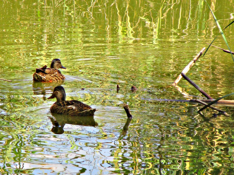 Bird, Duck, Water, Reflection Picture. Image: 120654040