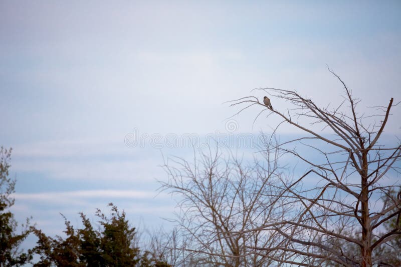 Bird at dusk stock image. Image of frightening, chilling - 70328307
