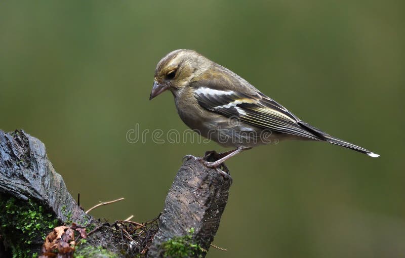 Bird in a Dutch forest stock image. Image of birds, dutch - 237442147