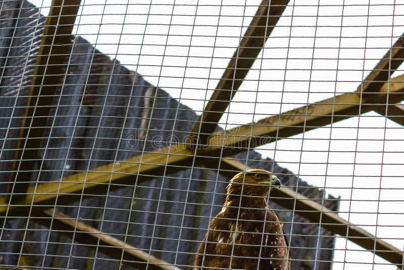 Bird Eagle Captured and Imprisoned Behind Bars Stock Image - Image of ...