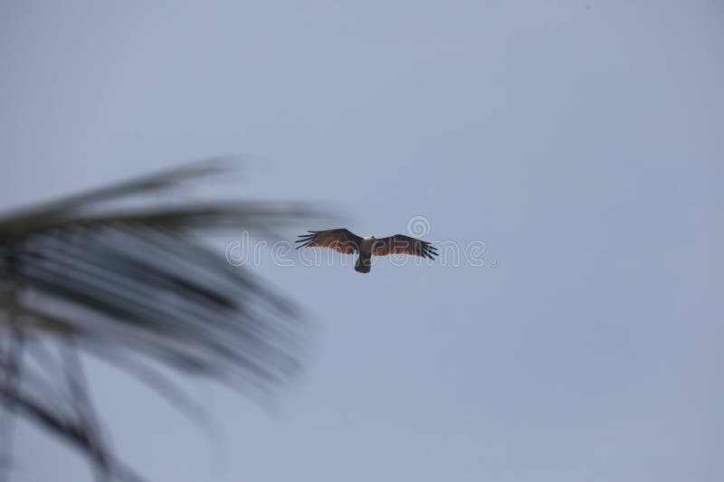 Bird Eagle Flying in the Sky Stock Photo - Image of moving, gull: 331577206