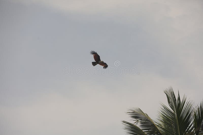 Bird Eagle Flying in the Sky Stock Photo - Image of outdoor, moving ...