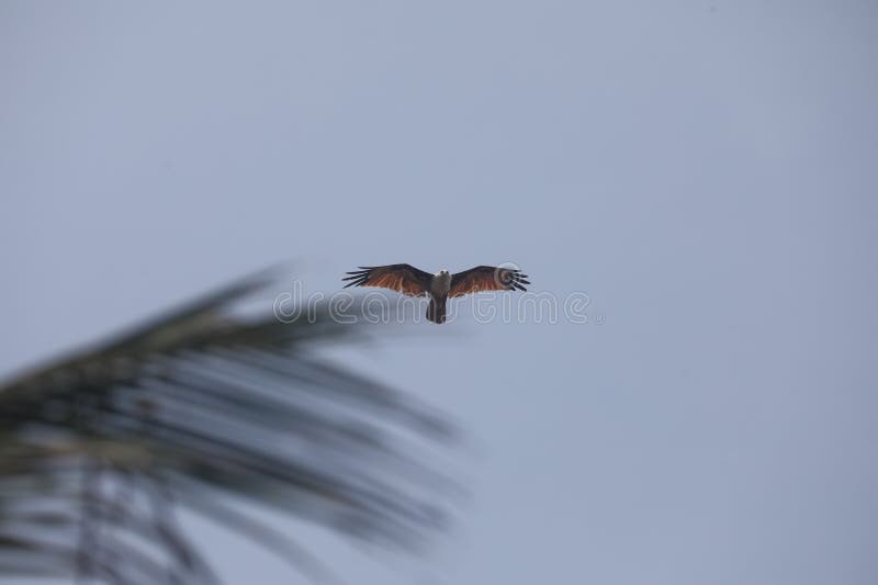 Bird Eagle Flying in the Sky Stock Photo - Image of cranes, outdoor ...