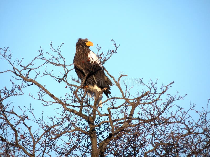 Bird, Eagle, Bird Of Prey, Ecosystem Picture. Image: 119961447