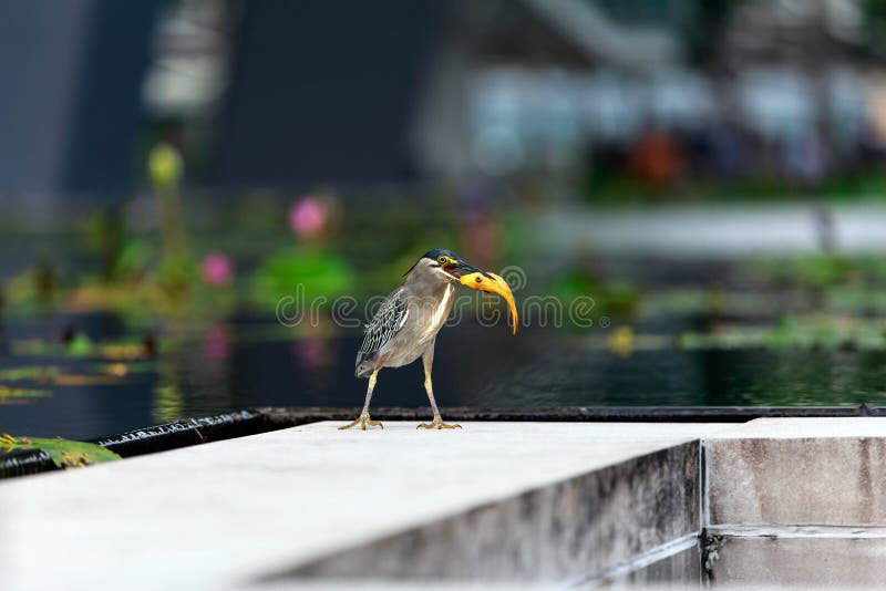 Bird eat little fish stock image. Image of decoy, bill - 59785507