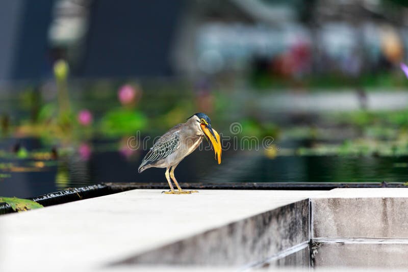 Bird eat little fish stock image. Image of food, predator - 59785545