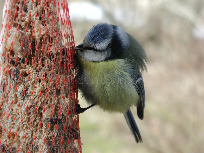 Bird eating stock photo. Image of finland, blue, wings, feathers - 37676