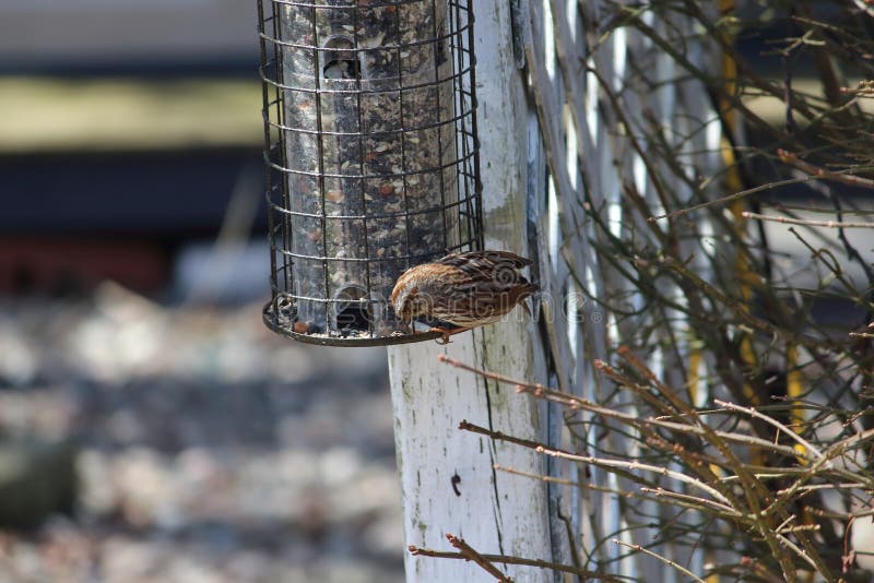 Bird Eating in the Backyard Stock Image - Image of clouds, dunes: 84609707