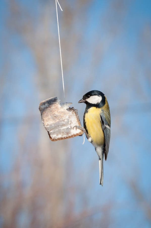 Bird stock photo. Image of birdie, animal, rasher, bacon - 35707422