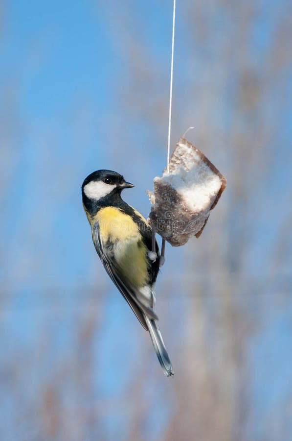 Bird stock photo. Image of feeding, birdie, bird, dicky - 35707446