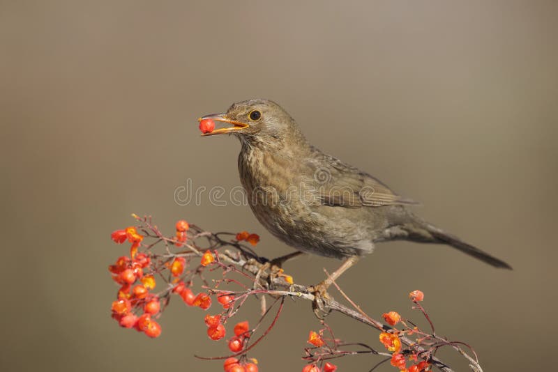 Bird eating stock photo. Image of eating, wildlife, bird - 211729486