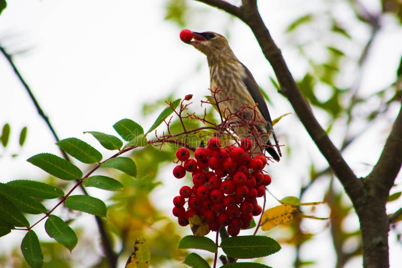 Bird eating a berry stock photo. Image of orange, wild - 78181144