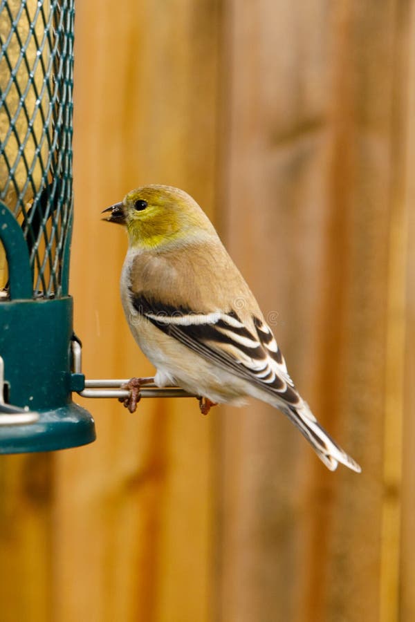 Bird eating stock image. Image of portrait, eating, garden - 83573985