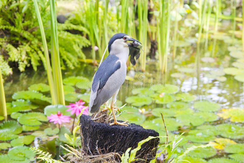 Bird is Eating a Fish in Bali Stock Photo - Image of feathers, eating ...
