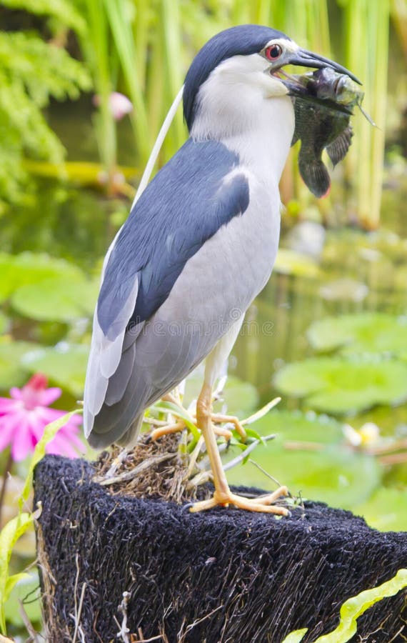 Bird is Eating a Fish in Bali Stock Image - Image of eating, bread ...