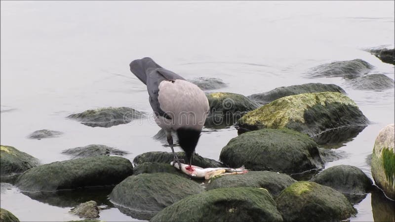 Bird Eating Fish stock video. Video of frozen, natural - 65701579