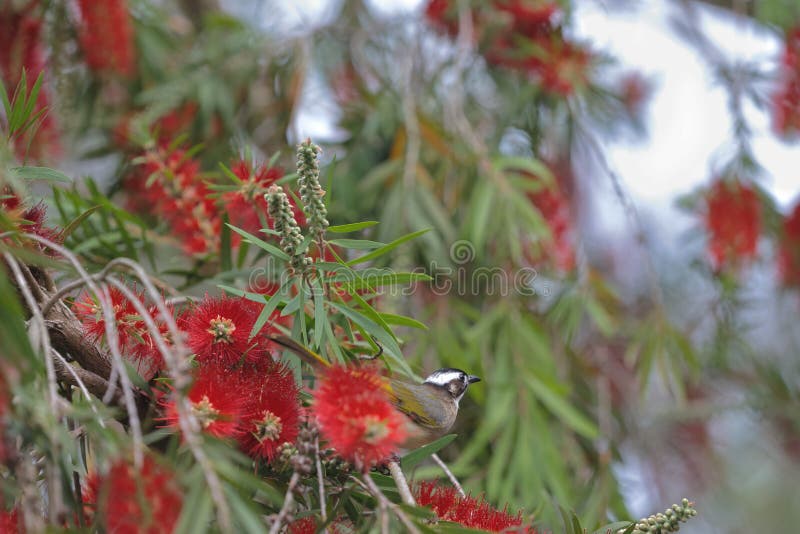 A Bird Eating from the Flower of a Callistemon Citrinus Stock Image ...