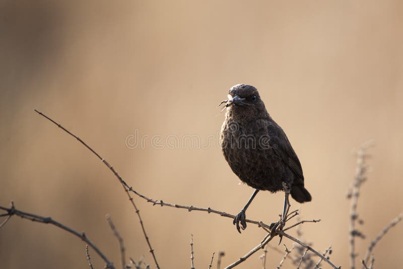 Bird eating fly stock image. Image of kruger, closeup - 73347023