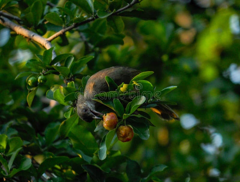 A bird eating fruit stock photo. Image of wildflower - 178429408