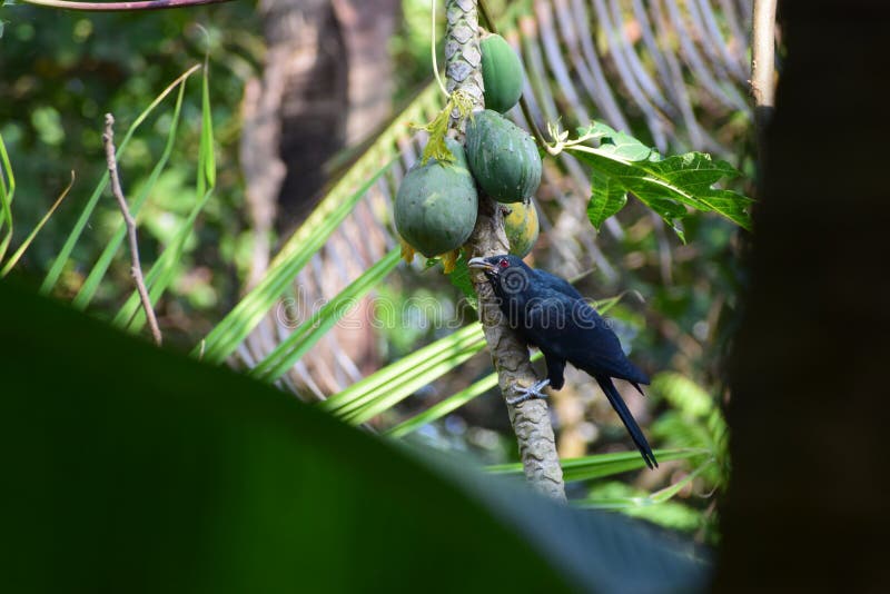Bird eating fruits stock photo. Image of jungle, leaf - 182190288