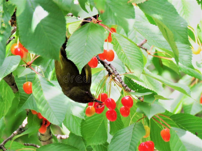 Bird Eating Fruits from the Tree Stock Photo - Image of cherryfruit ...