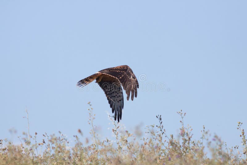 Bird stock image. Image of vertebrate, feather, feathers - 287257491