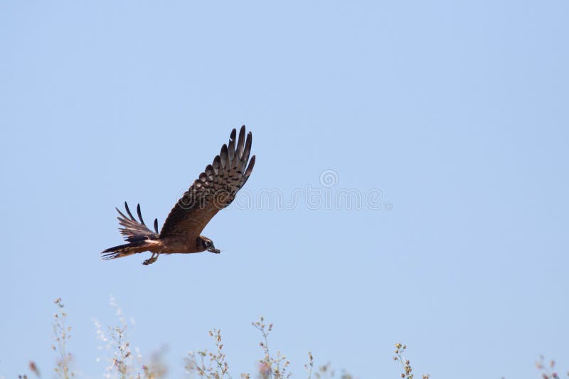 Bird stock photo. Image of insect, predator, beak, kite - 287257510