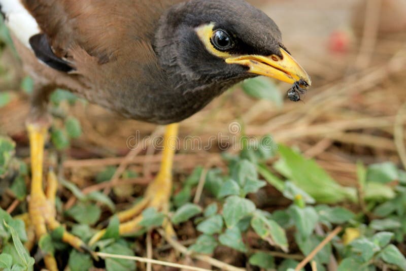 Bird eating insect stock image. Image of food, common - 95292839