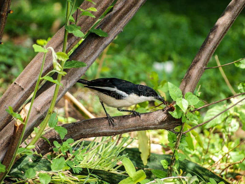 Bird eating insect stock image. Image of tree, brown - 56539591
