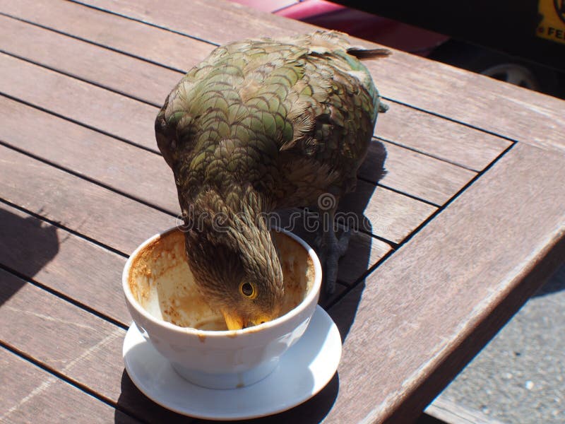 A Bird Eating Leftover Coffee Stock Photo - Image of closeup, brown ...