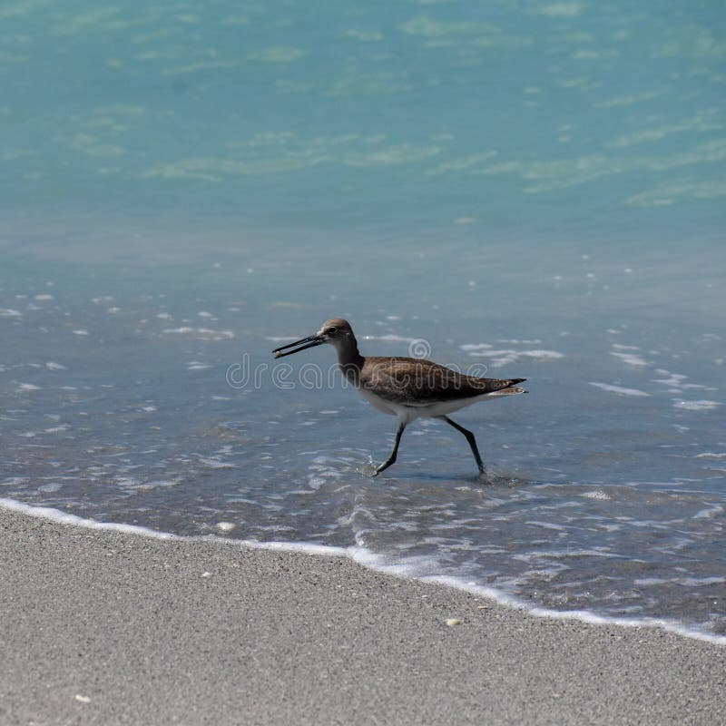 Bird Eating Lunch on the Shore Stock Image - Image of wave, beak: 203817921