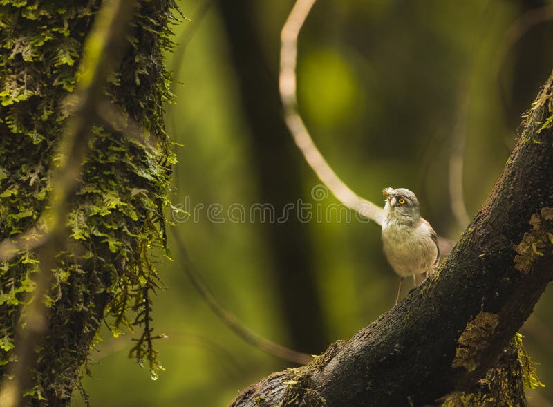 Bird Eating a Moth while Climbing the Branches of a Mossy Tree Stock ...