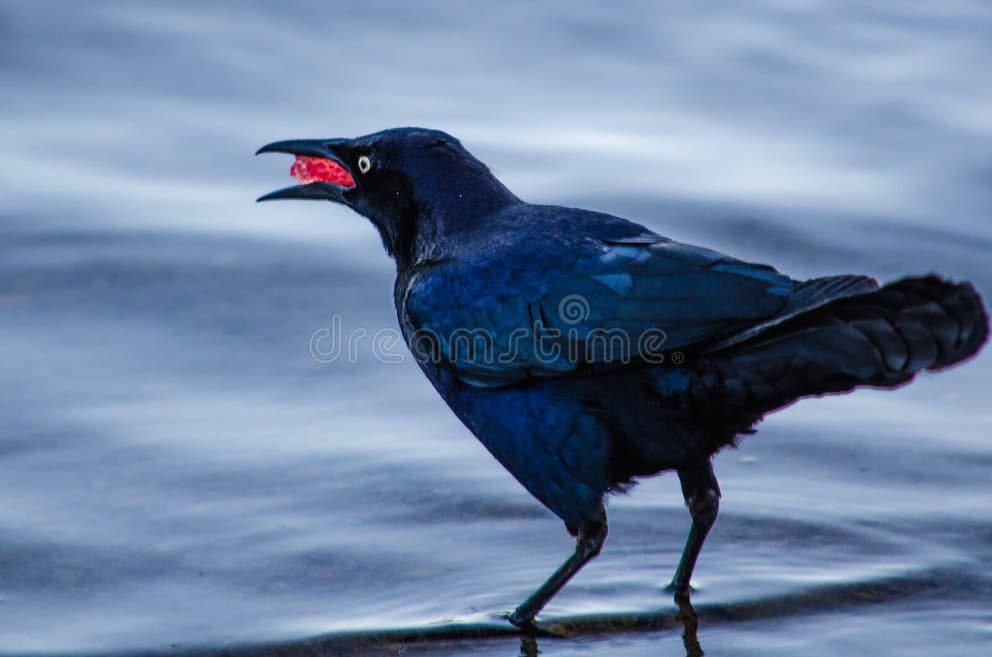 Bird Eating a Raspberry stock photo. Image of water, ibis - 53036024