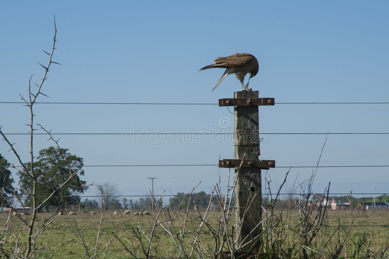 A Bird Eating in a Rural Area Stock Image - Image of alone, farming ...
