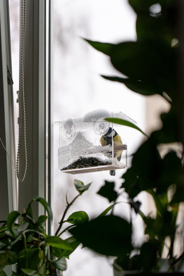 Bird Eating Seeds in a Window Mounted Bird Feede Stock Photo - Image of ...