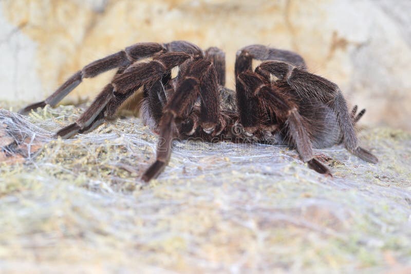 Bird-eating spider stock image. Image of phormictopus - 265708479
