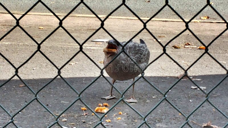 Bird eating stock photo. Image of pizza, strange, bird - 43492996