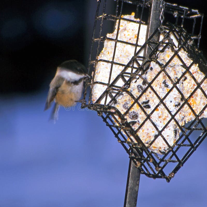 Bird eating suet stock photo. Image of feeder, suet, outdoors - 4280020
