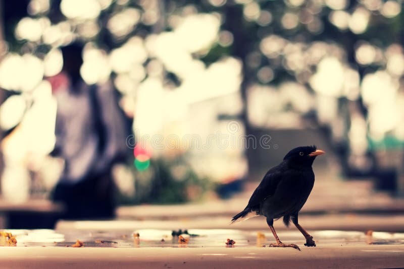 Dog Eating a the Table with Food Bowl Stock Photo - Image of humor ...