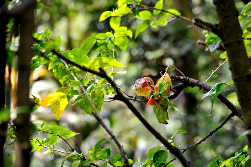 Bird stock photo. Image of langkawi, beaked, attractions - 54352680