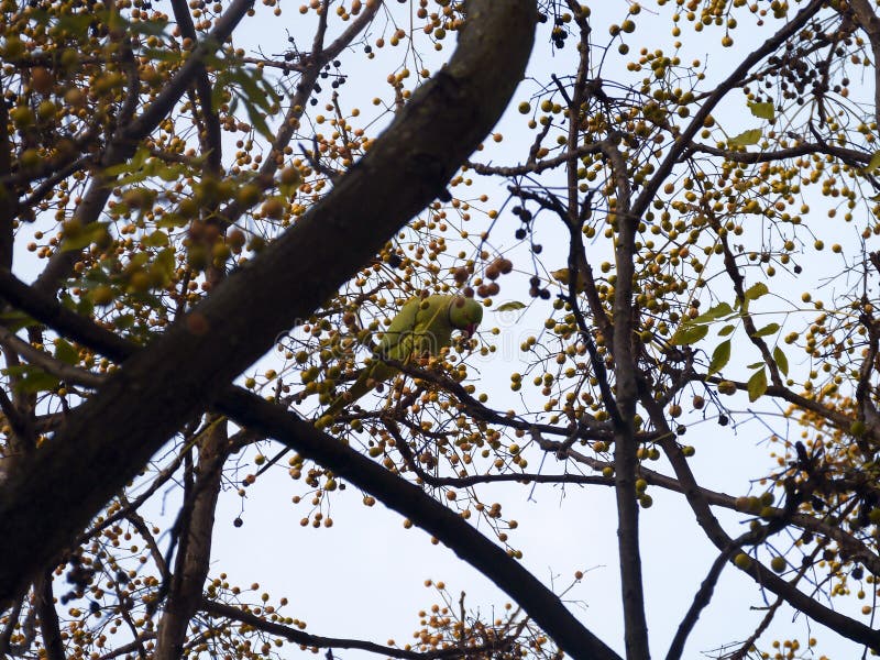 Bird eating in a tree stock photo. Image of eating, dark - 181522596