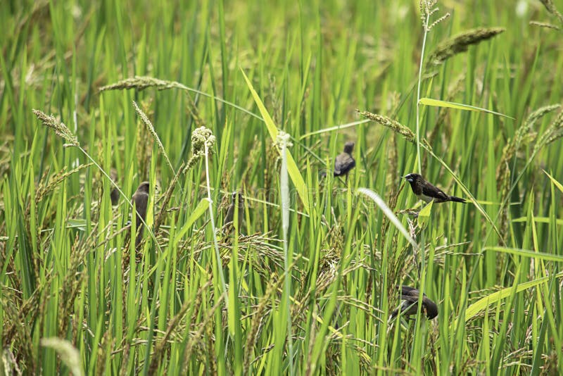 A Bird Eating on the Trees in the Field Stock Photo - Image of nature ...