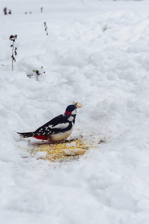 Bird eats bread stock image. Image of crumbs, eats, forest - 83765701