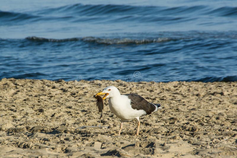 The Bird Eats Fish, Beach, Sea Stock Image - Image of summer, fish ...