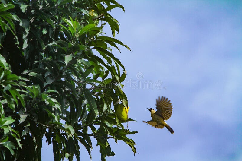 A Bird Eats Fruit on a Tree Stock Image - Image of flower, beak: 267376661
