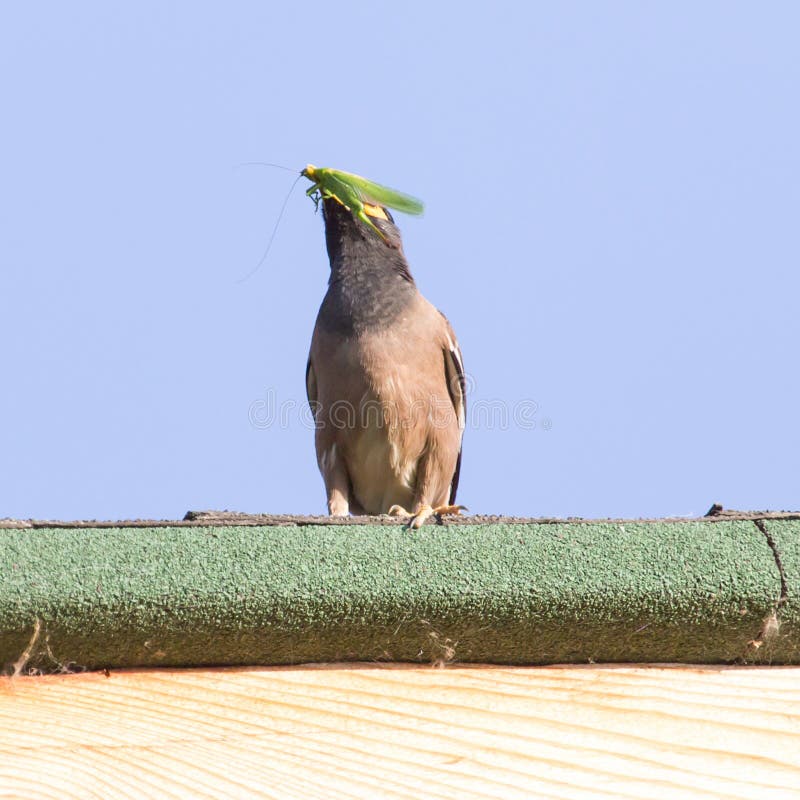 Grasshopper in alert stock image. Image of nature, extreme - 77453993